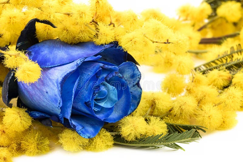 Mimosa y rosa del azul foto de archivo. Imagen de resorte - 67058240