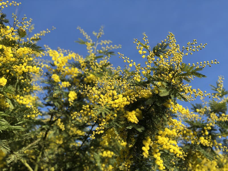 Mimosa stock photo. Image of blue, mimosa, flowers, yellow - 142630154
