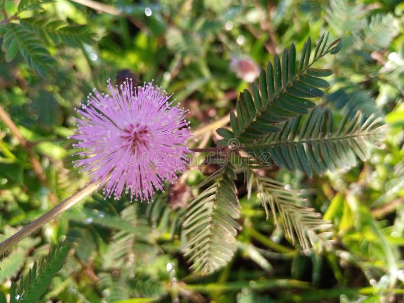 Mimose Flowers Growing in the Wild Stock Image - Image of tree, blossom ...