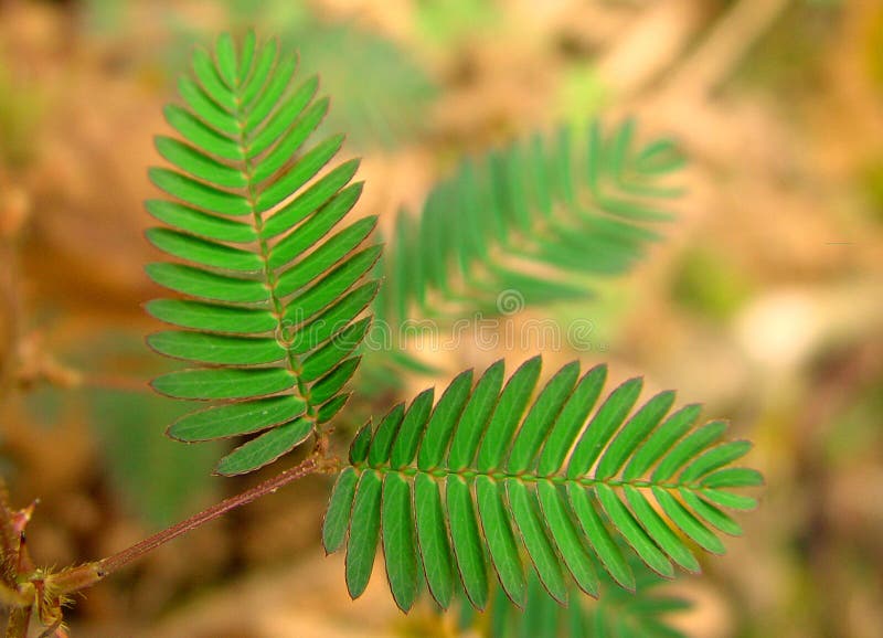Mimose Pudica stockfoto. Bild von blätter, gras, flügel - 240134