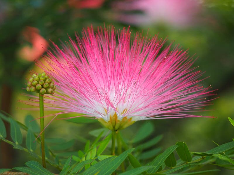 Mimosoideae stock image. Image of floral, bloom, pink - 92944519