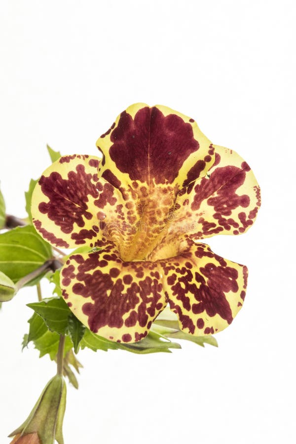One Mimulus Flower Close Up on White Background Stock Image - Image of ...