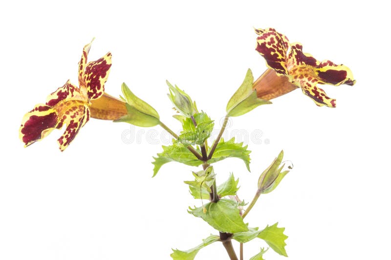 Two Mimulus Flower Close Up on White Background Stock Image - Image of ...