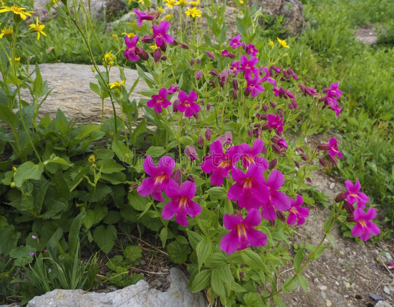 Mimulus Lewisii stock image. Image of montana, glacier - 57086193