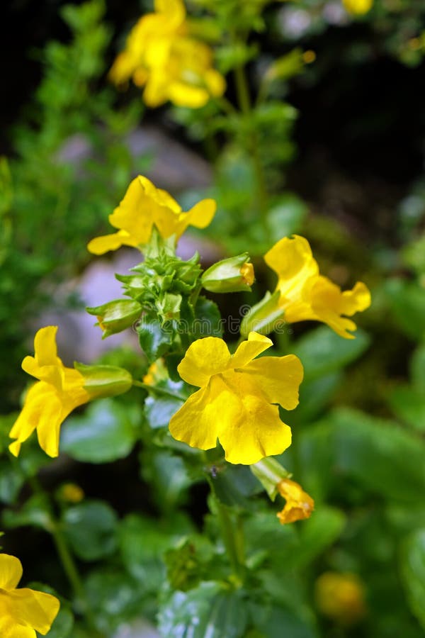 Mimulus luteus stock photo. Image of spring, meadow - 184450972