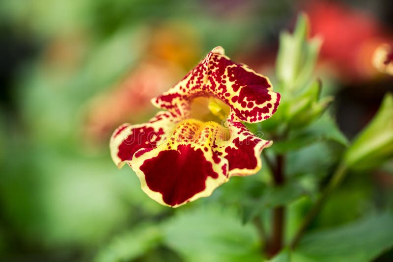 Mimulus Luteus Blooming at Greenhouse Stock Image - Image of emlets ...