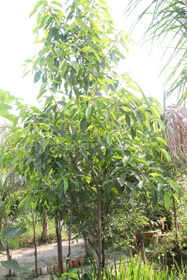 Mimusops Elengi Tree Plant on Nursery Stock Image - Image of fresh ...