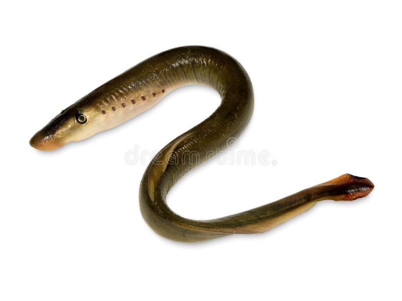 Minóg zdjęcie stock. Obraz złożonej z żebro, morze, bloodsucking - 2950406