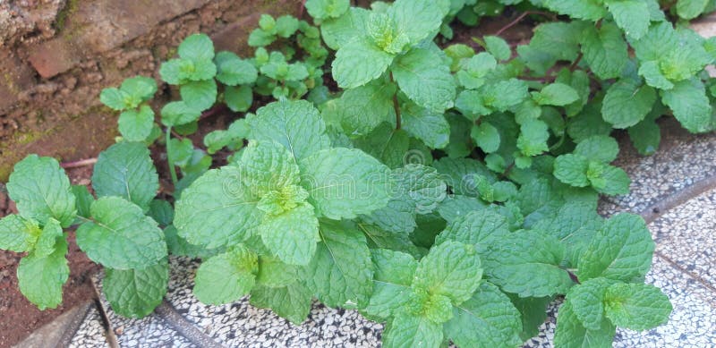 Garden floor stock photo. Image of sight, garden, ground - 42211888