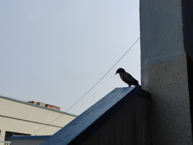 Mina Bird on the Terrace Wall Stock Photo - Image of house, light ...