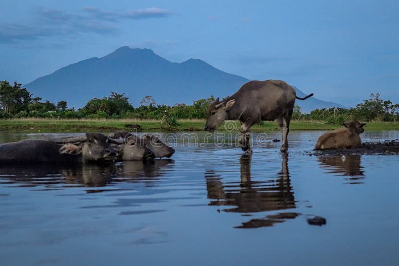 Minangkabau editorial photography. Image of kabau, gunung - 225811827