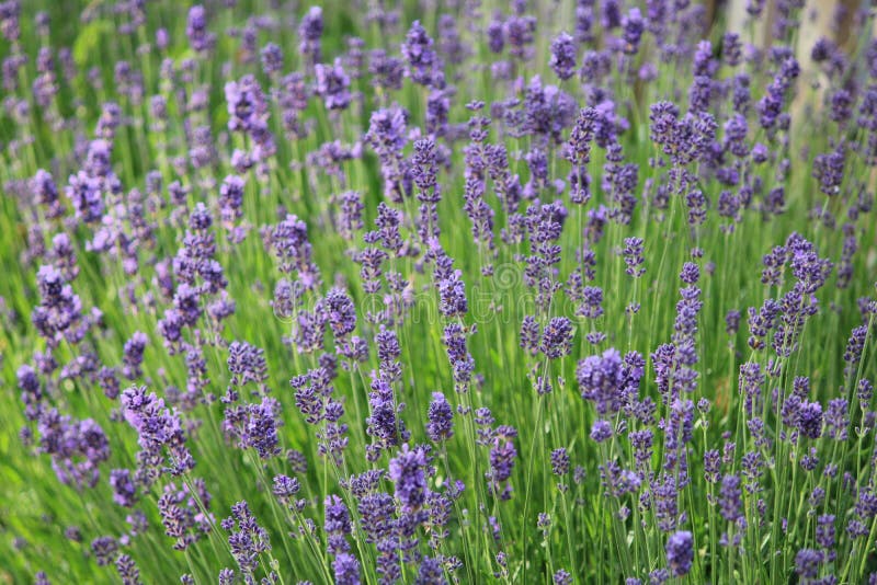 Mind blowing lavender flo stock image. Image of blowing - 186366383