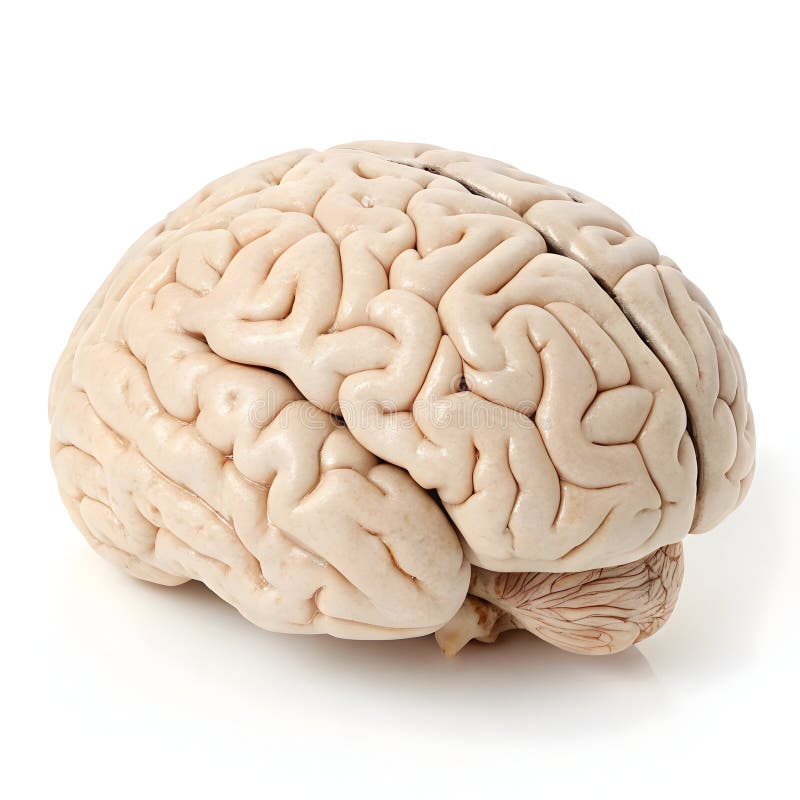 Mind Learning Knowledge Isolated on White Background Stock Illustration ...