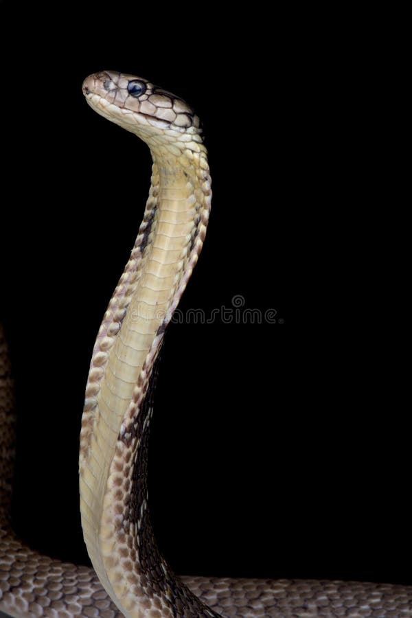Philippine King Cobra Ophiophagus Hannah Stock Image - Image of king ...