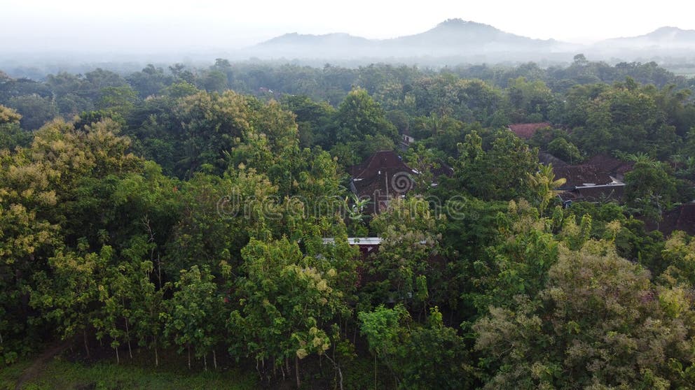 Aerial View of Trees in Mindi Stock Photo - Image of indonesia ...