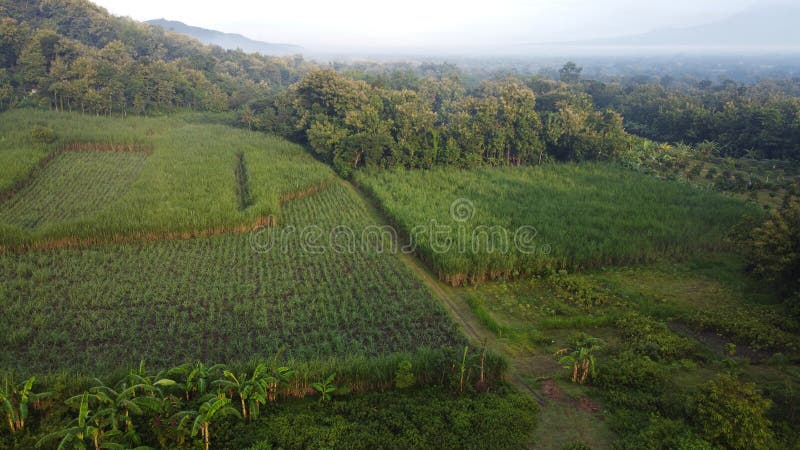 Aerial View of Rice Fields and Trees in Mindi Stock Image - Image of ...