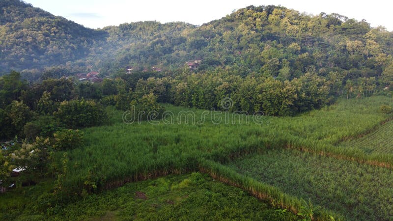 Aerial View of Rice Fields and Trees in Mindi Stock Image - Image of ...