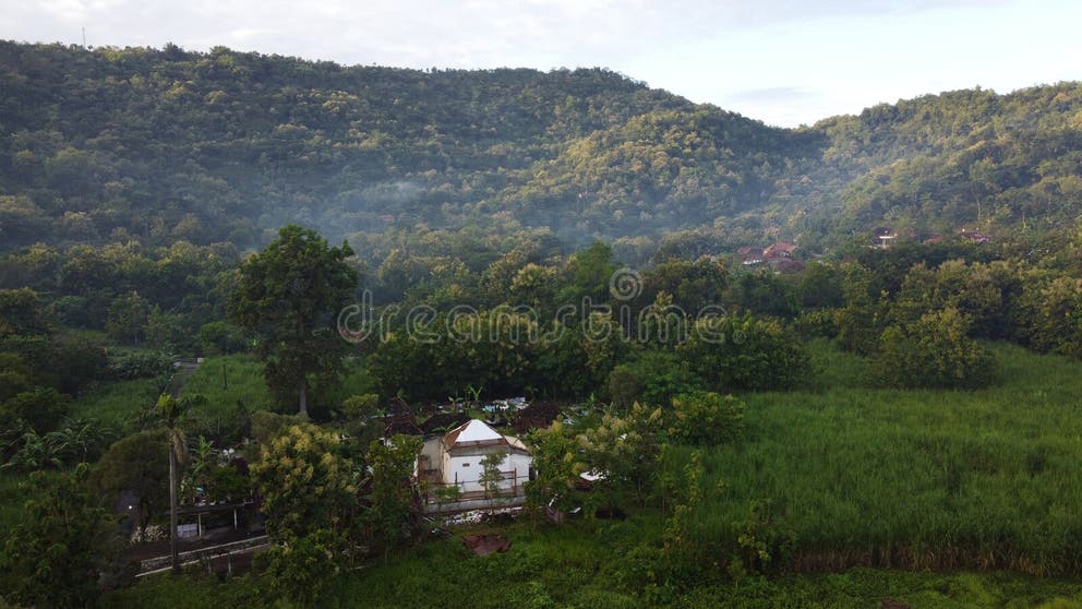 Aerial View of Rice Fields and Trees in Mindi Stock Image - Image of ...