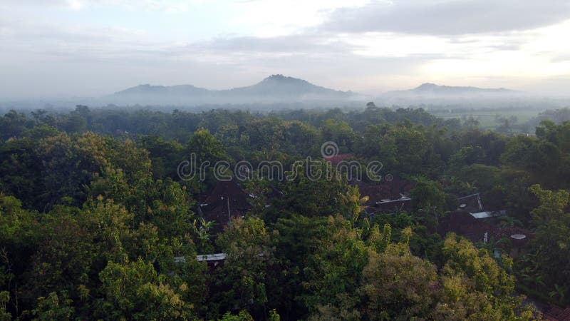 Aerial View of Trees in Mindi Stock Image - Image of environment ...