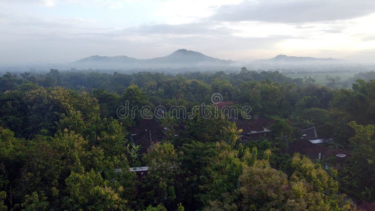 Aerial View of Trees in Mindi Stock Image - Image of environment ...
