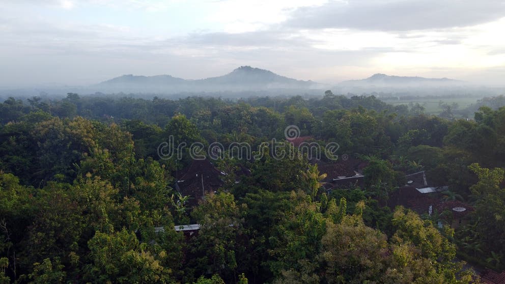 Aerial View of Trees in Mindi Stock Image - Image of environment ...