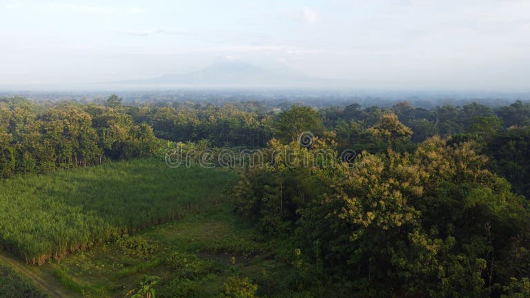 Aerial View of Rice Fields and Trees in Mindi Stock Photo - Image of ...