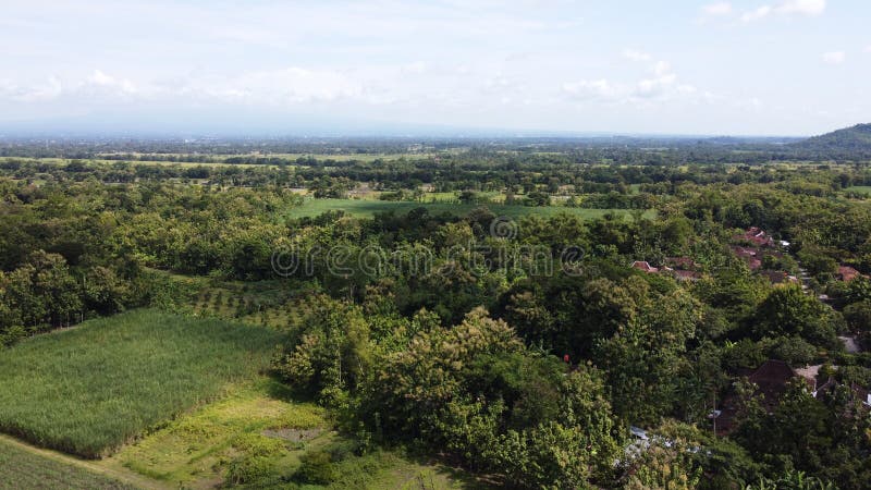 Aerial View of Rice Fields and Trees in Mindi Stock Image - Image of ...