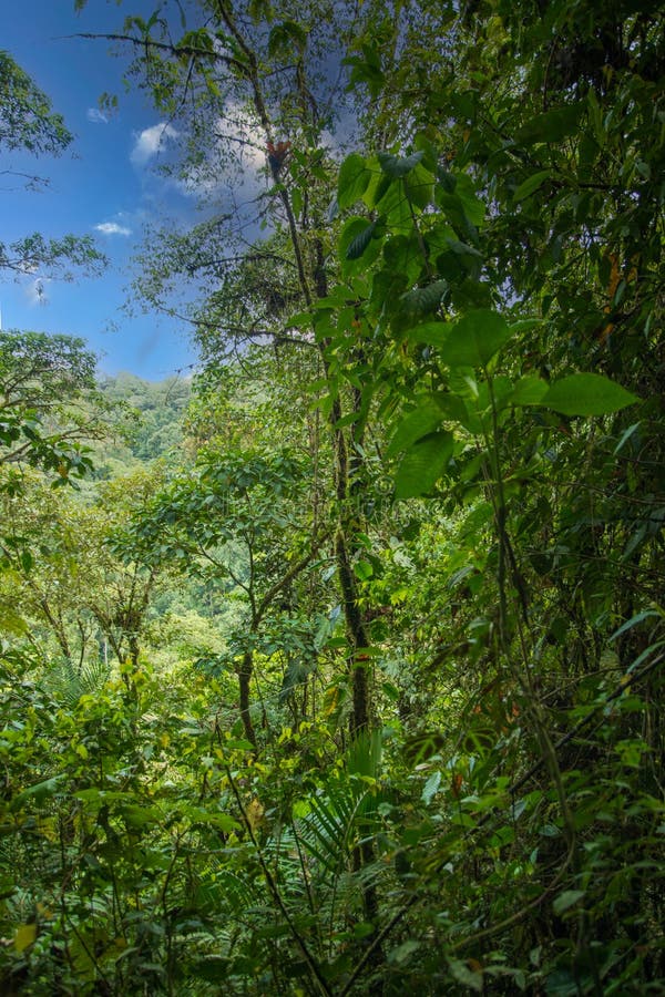 Mindo Cloud Forest Greenery Stock Photo - Image of forest, flower ...