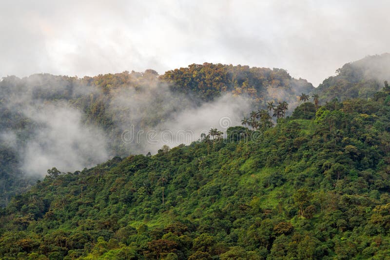 Mindo Cloud Forest Sunset, Ecuador Stock Image - Image of cloud ...