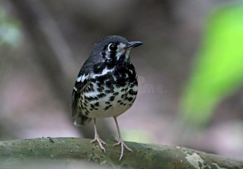 Mindorolijster Stock Photos - Free & Royalty-Free Stock Photos from ...