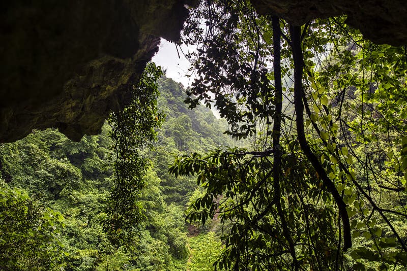 E Whispering Tree Stock Photos - Free & Royalty-Free Stock Photos from ...