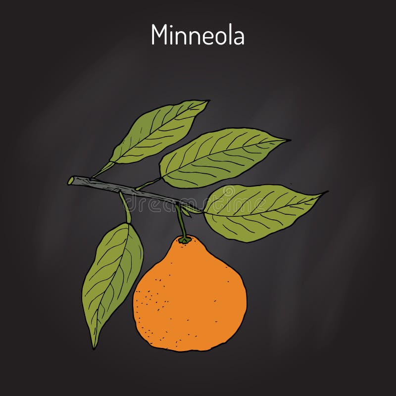 Mineola Citrus Tangelo Fruit Stock Vector - Illustration of natural ...