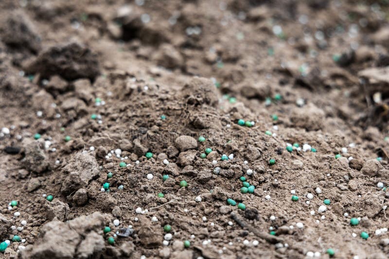 Mineral Fertilizers Lie on the Surface of the Soil Stock Image - Image ...