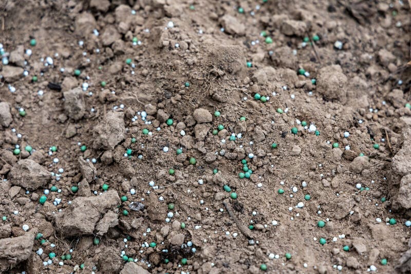 Mineral Fertilizers Lie on the Surface of the Soil Stock Image - Image ...