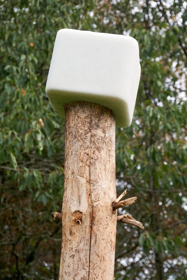 A Mineral Lick, Deer-lick Salt for Animal Stock Image - Image of white ...