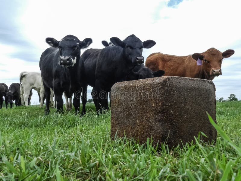 Mineral Pressed Block with Stocker Cattle Behind Stock Image - Image of ...