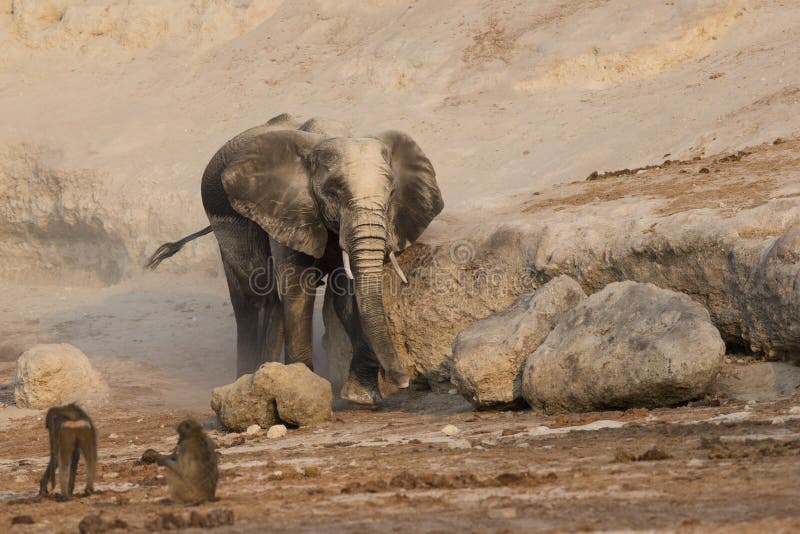 Mineral salts on elephant stock image. Image of minerals - 36771827