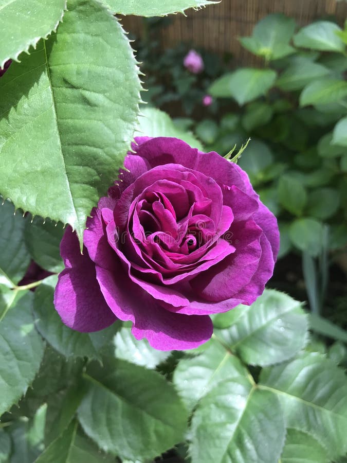 Minerva rose stock image. Image of garden, rose, variety - 231542347