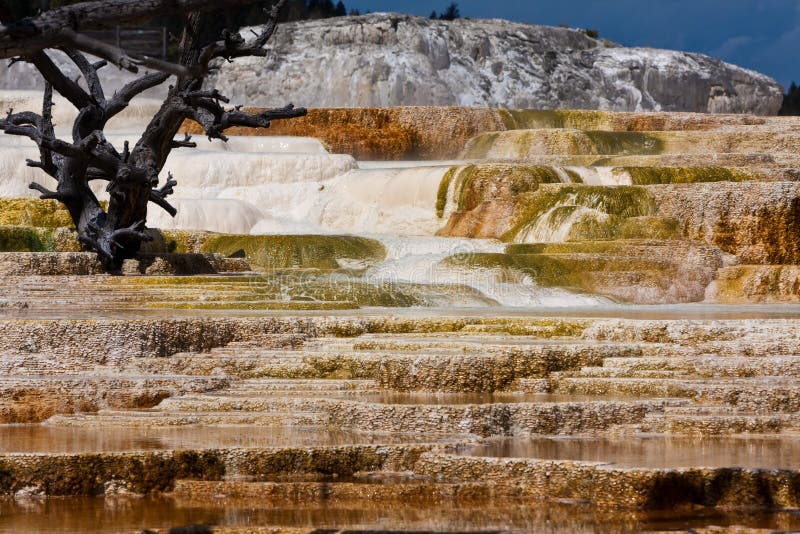 Minerva Terrace at Mammoth Hot Springs, in Yellowstone National Park ...