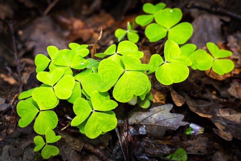 Minette Photos Stock - Téléchargez 5,309 Photos libres de droits