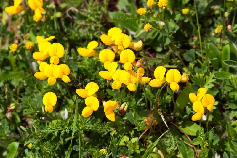 9,345 Minette Photos libres de droits et gratuites de Dreamstime