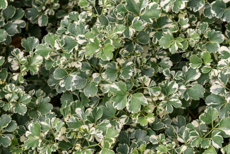 Ming Aralia Leaves Background.Polyscias Guilfoylei Plant or the ...