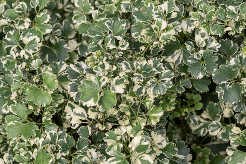 Ming Aralia Leaves Background.Polyscias Guilfoylei Plant or the ...