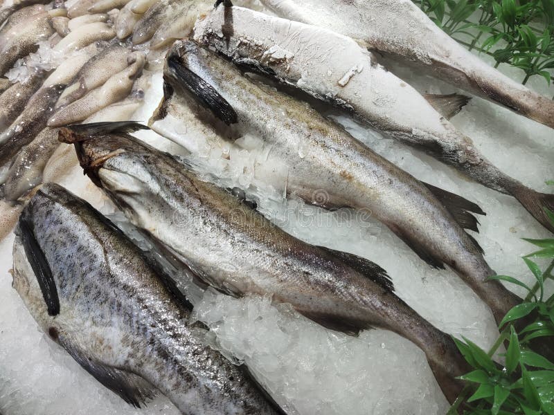 452 Dead Cod Fish Stock Photos - Free & Royalty-Free Stock Photos from ...