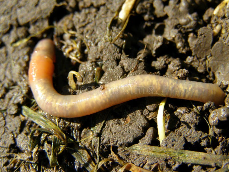 Minhoca foto de stock. Imagem de ambiente, naughty, chuva - 16112554