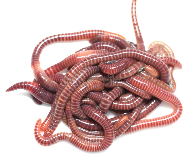 Minhoca foto de stock. Imagem de longo, fotografia, isolado - 30820312