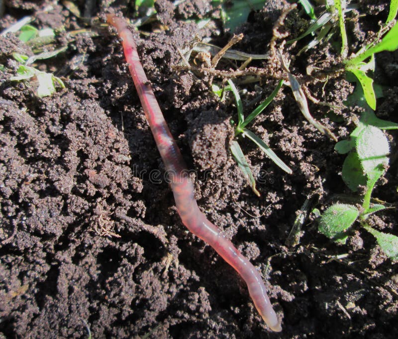 Minhoca imagem de stock. Imagem de minhocas, viajar, solo - 57902719