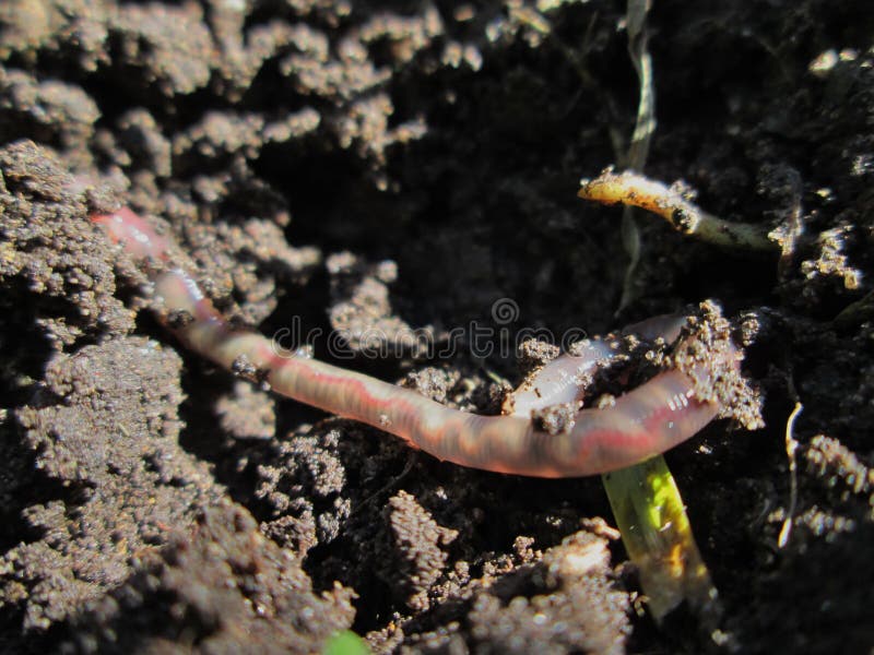 Minhoca imagem de stock. Imagem de minhoca, viajar, solo - 57904019