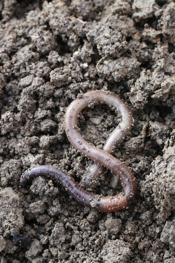 Minhoca foto de stock. Imagem de vermelho, agricultura - 4960508