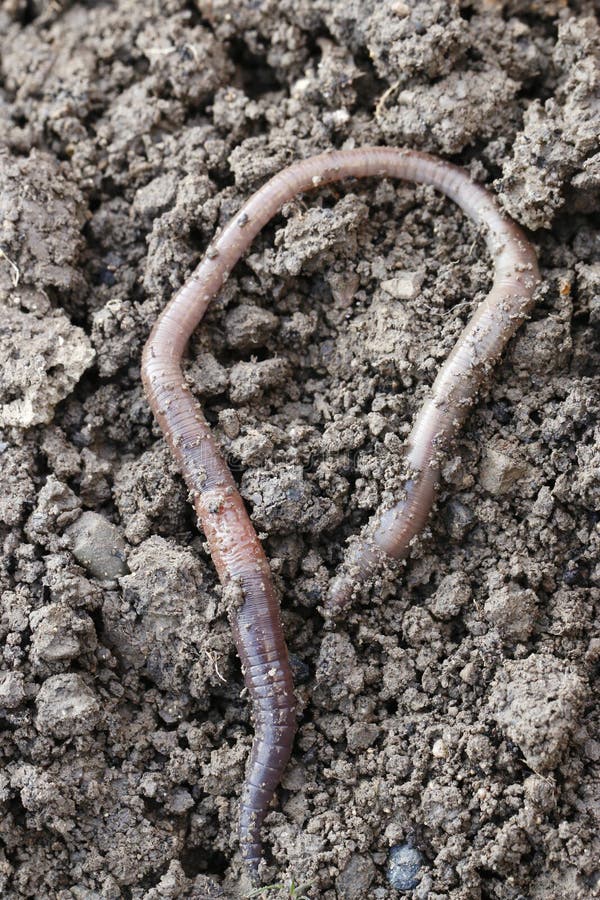 Minhoca foto de stock. Imagem de vermelho, agricultura - 4960508